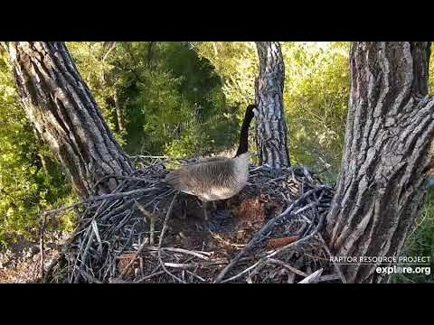 Decorah Eagles Mom chases Goose of N2B 05 12 2021 - YouTube