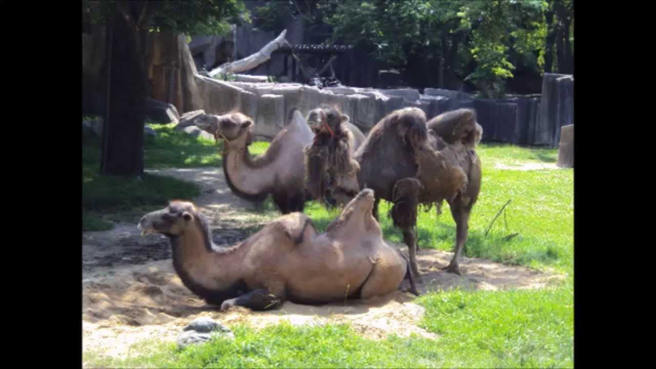 Ex-Situ Conservation: The Role of Zoos - YouTube