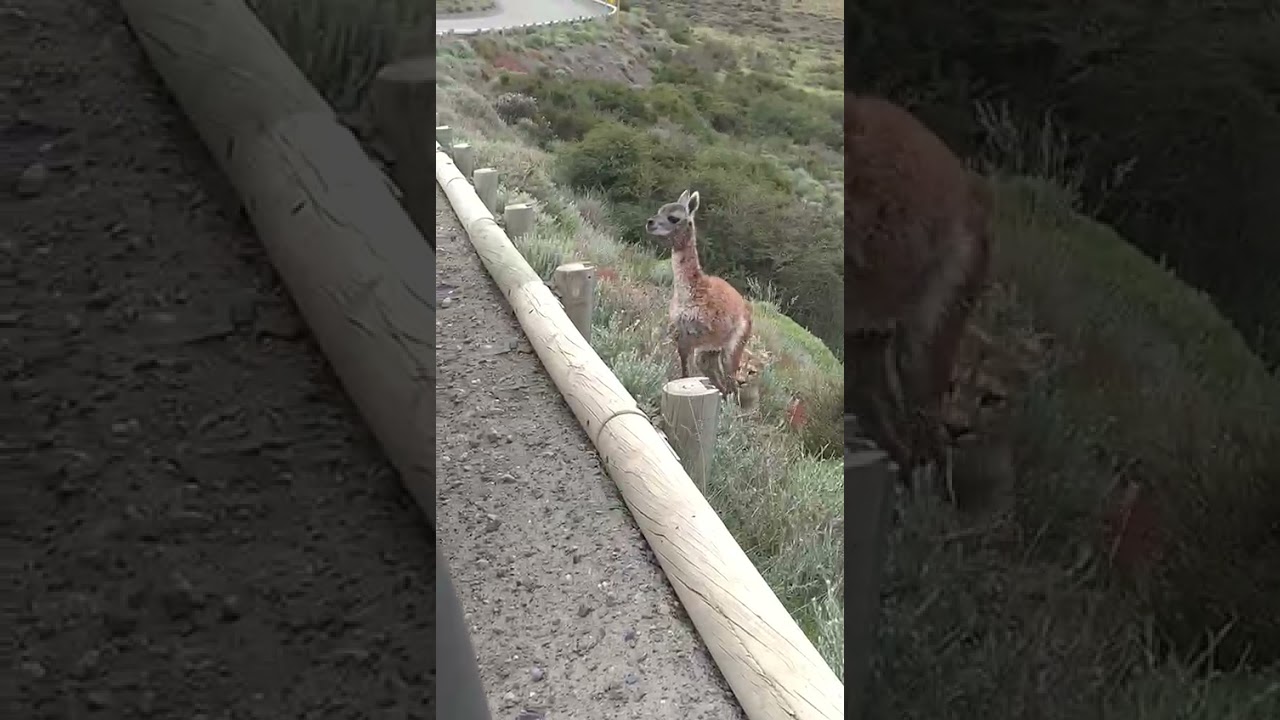 Cougar hunting a Guanaco by the road - YouTube