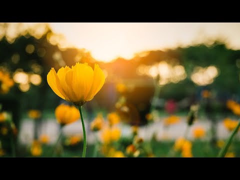ULTRA RELAXING ZEN MUSIC Healing Relaxation of Stress and Anxiety ...