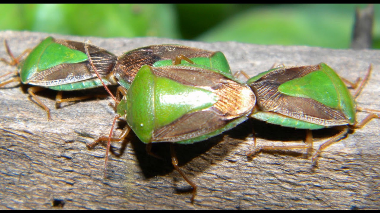 Hemípteros (Chinches, pulgones, cochinillas, cigarras, Chicharras ...