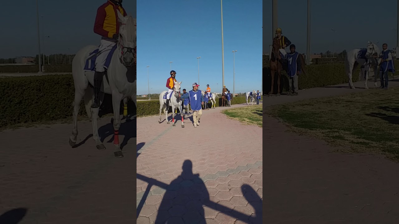 Kuwait horse race - YouTube