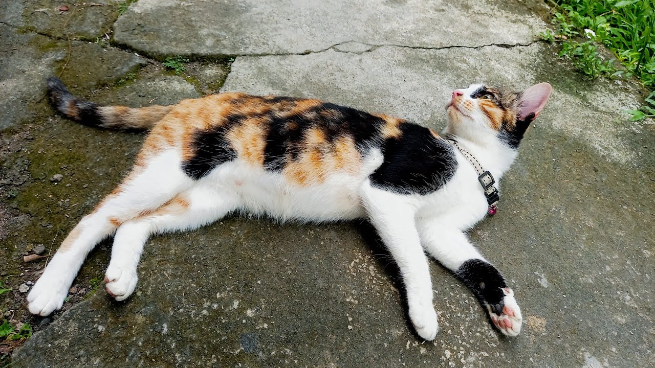 kucing telon yang melegenda - YouTube