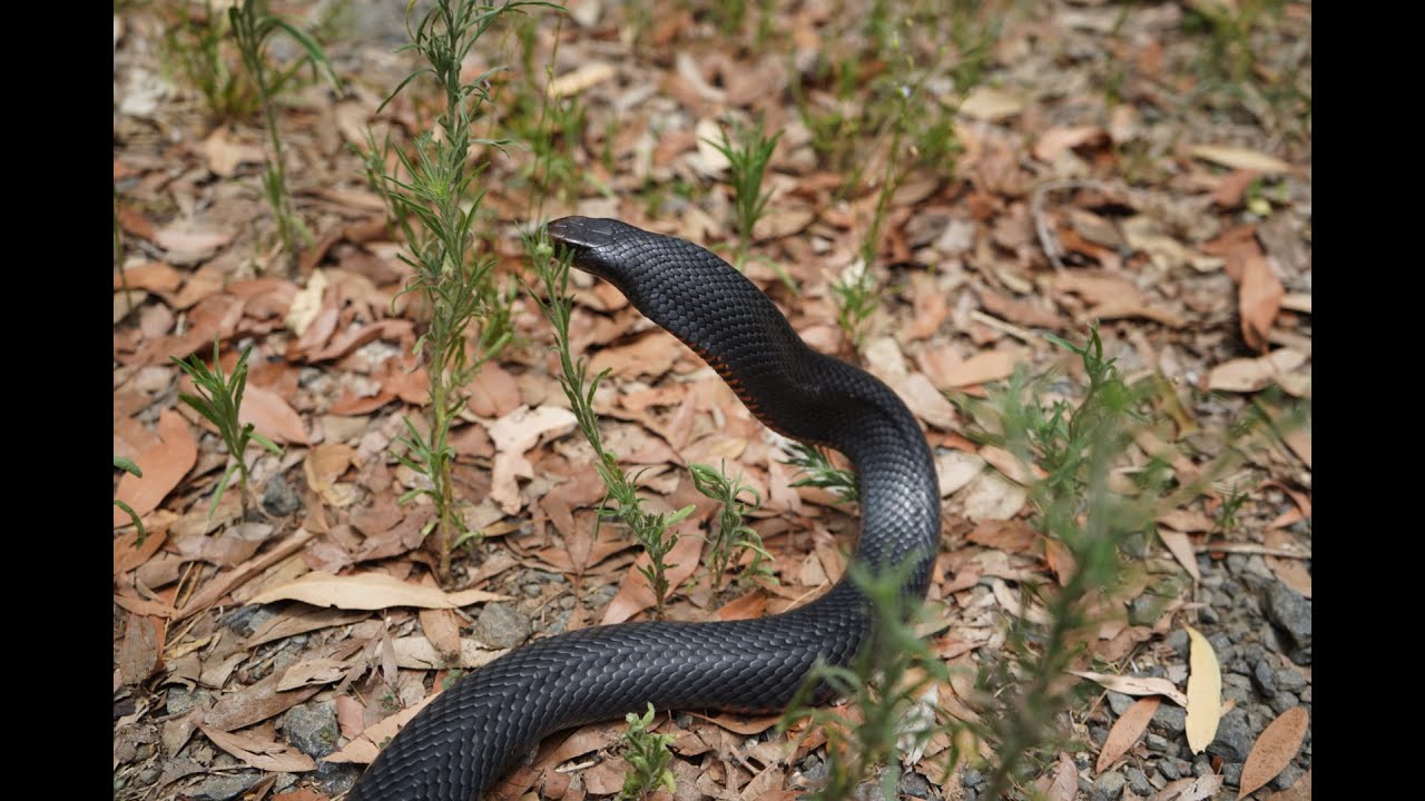 Snake stuck in a ? - YouTube