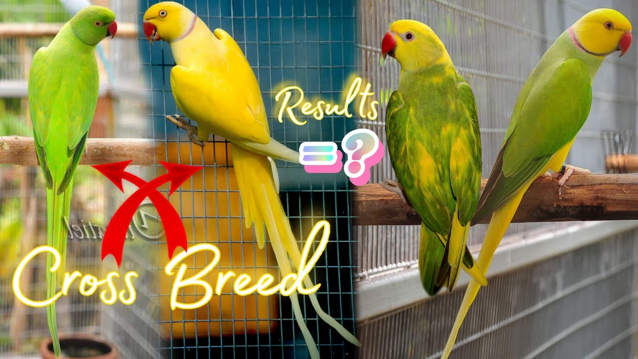Finally Yellow or Green parrot ki cross breeding ka result agya 😍 | # ...