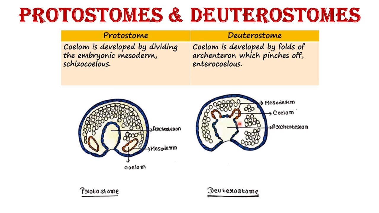 Protostomes and Deuterostomes - YouTube