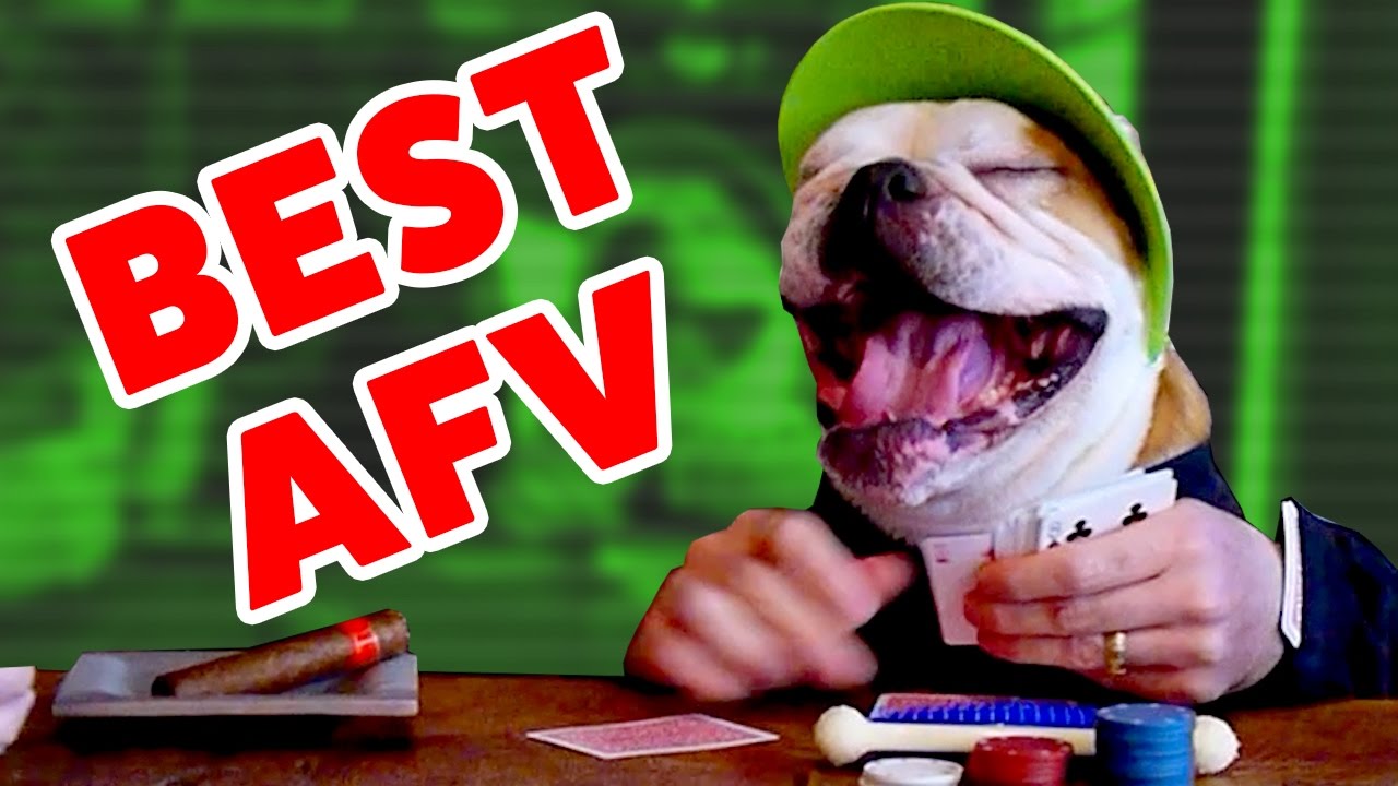 ☺ AFV (NEW!) Stupid Stunts & Funniest Moments of 2016 (Funny Clips Fail ...