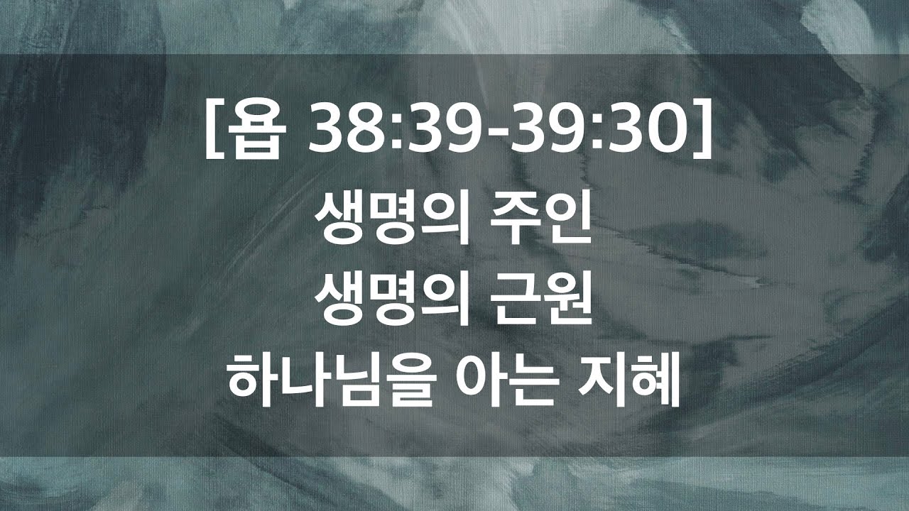 매일성경 (열매맺는매일묵상) 23-351 / 욥 38:39-39:30 - YouTube