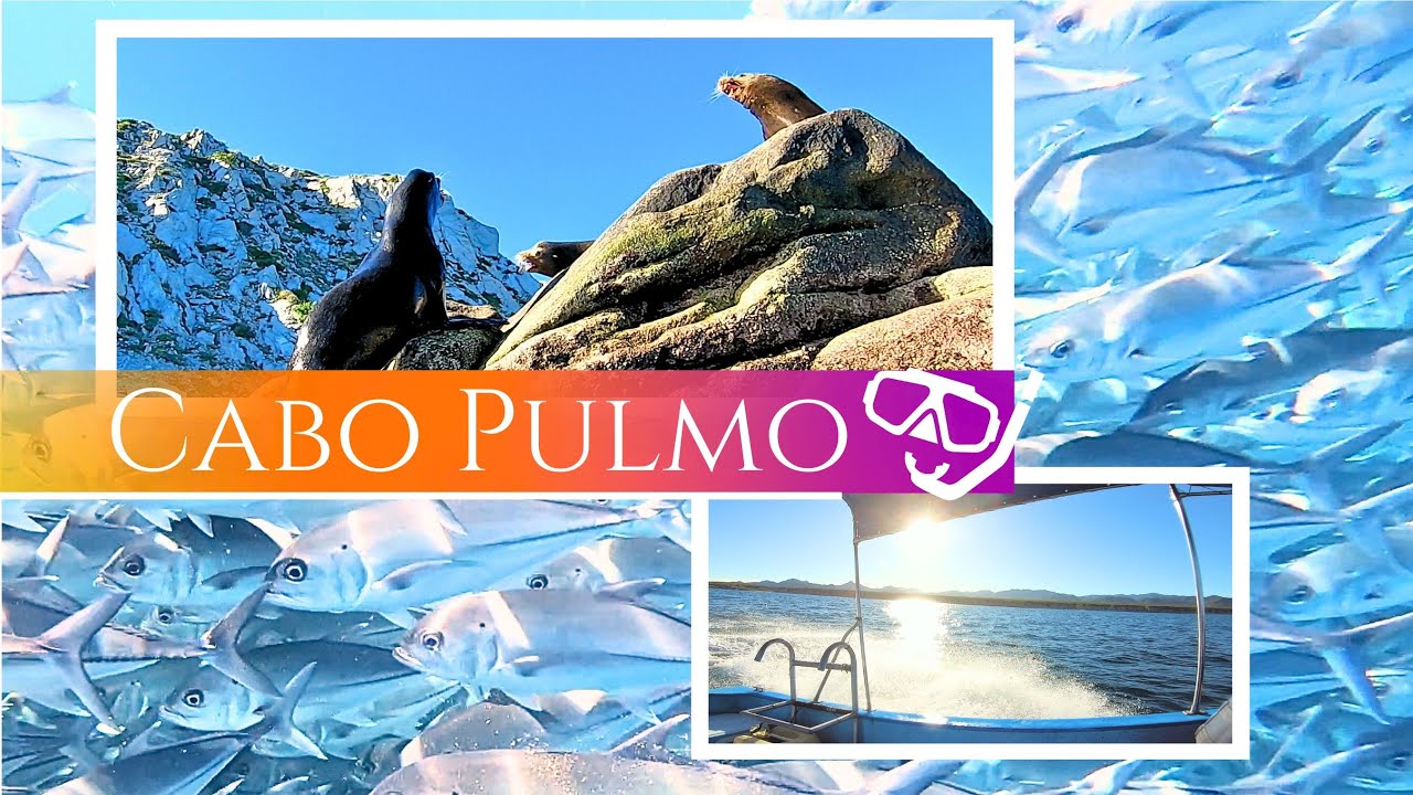 Snorkeling Diving Cabo Pulmo, Mexico ! Exploring Cabo Pulmo National ...