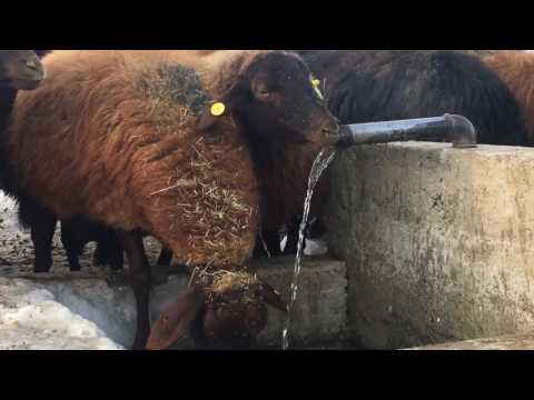 Çok susamış olmalı !