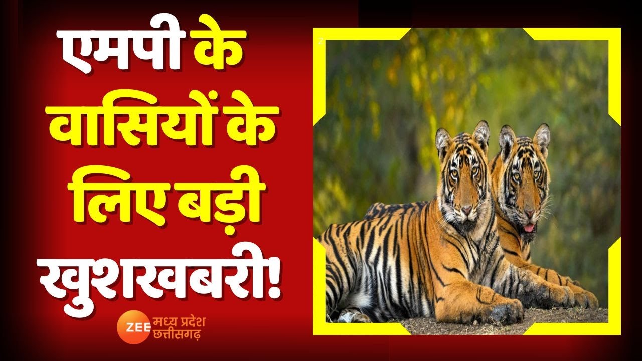 Madhya Pradesh के पास Tiger State का दर्जा बरकरार, देशभर में MP में ...