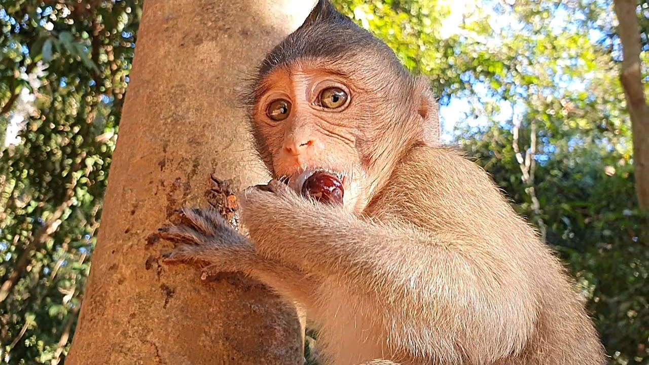 Monkey so cute, lovely monkey - YouTube