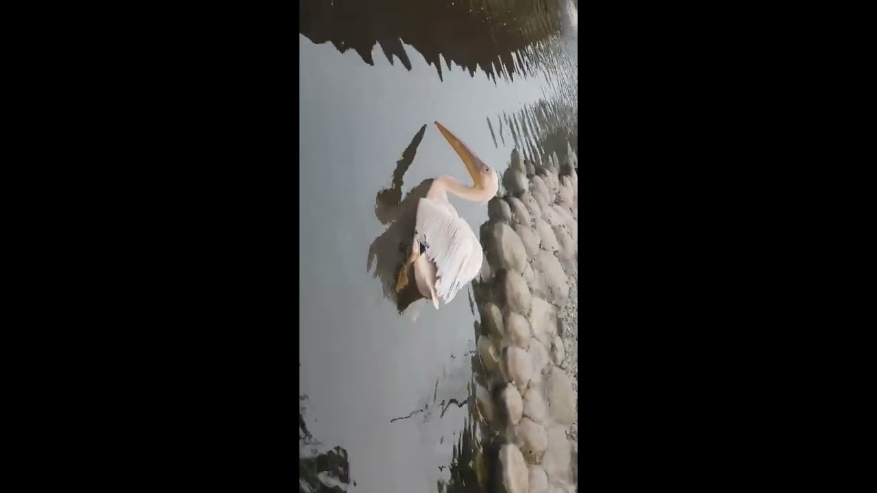 Bahrain Al Areen zoo 😍 അൽ അരീൻ സൂ കാഴ്ചകൾ - YouTube