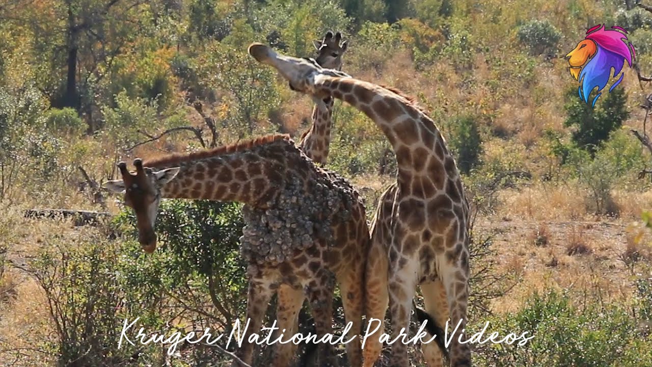 Fighting Giraffe Almost Break Their Necks | Wildest Kruger Wildlife ...
