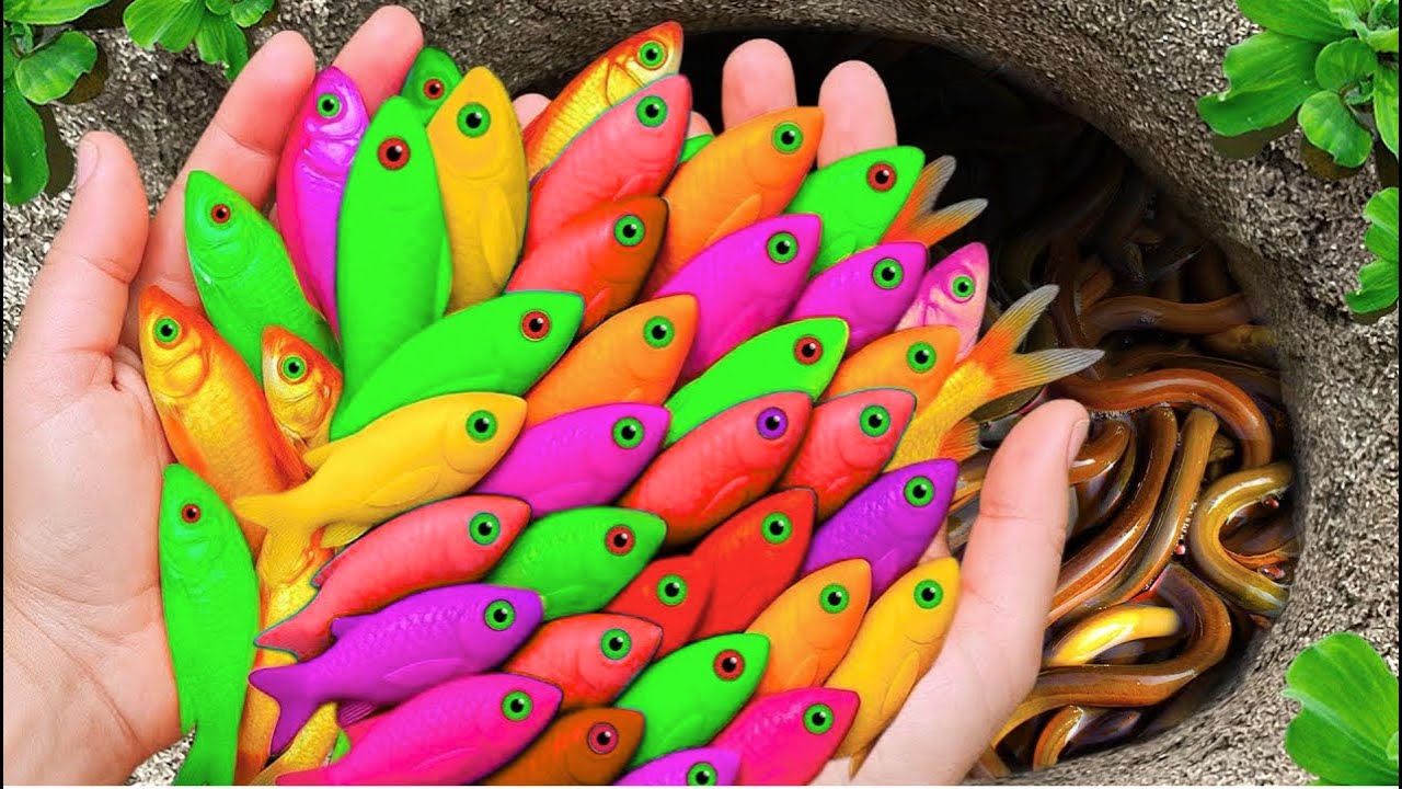 Caught beautiful ornamental fish in the small pond: lionhead fish ...