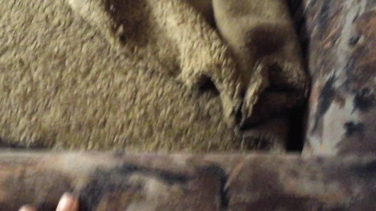 Ep 28 five nights at freddy 2 demo in real life si cu plusuri de ...