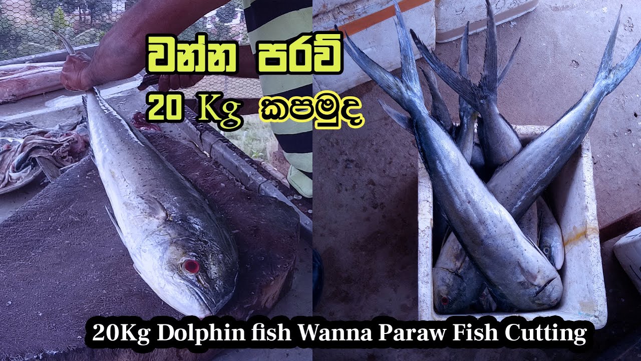 20Kg Dolphin fish | Wanna Paraw |වන්න පරව්| 😱🔥Fastest Fish Cutting🔥🔥🔥 ...