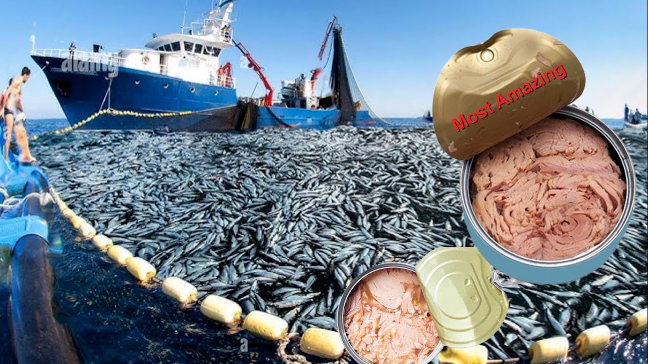 Discover the Canned Tuna Production Process From Sea to Table - Catch ...