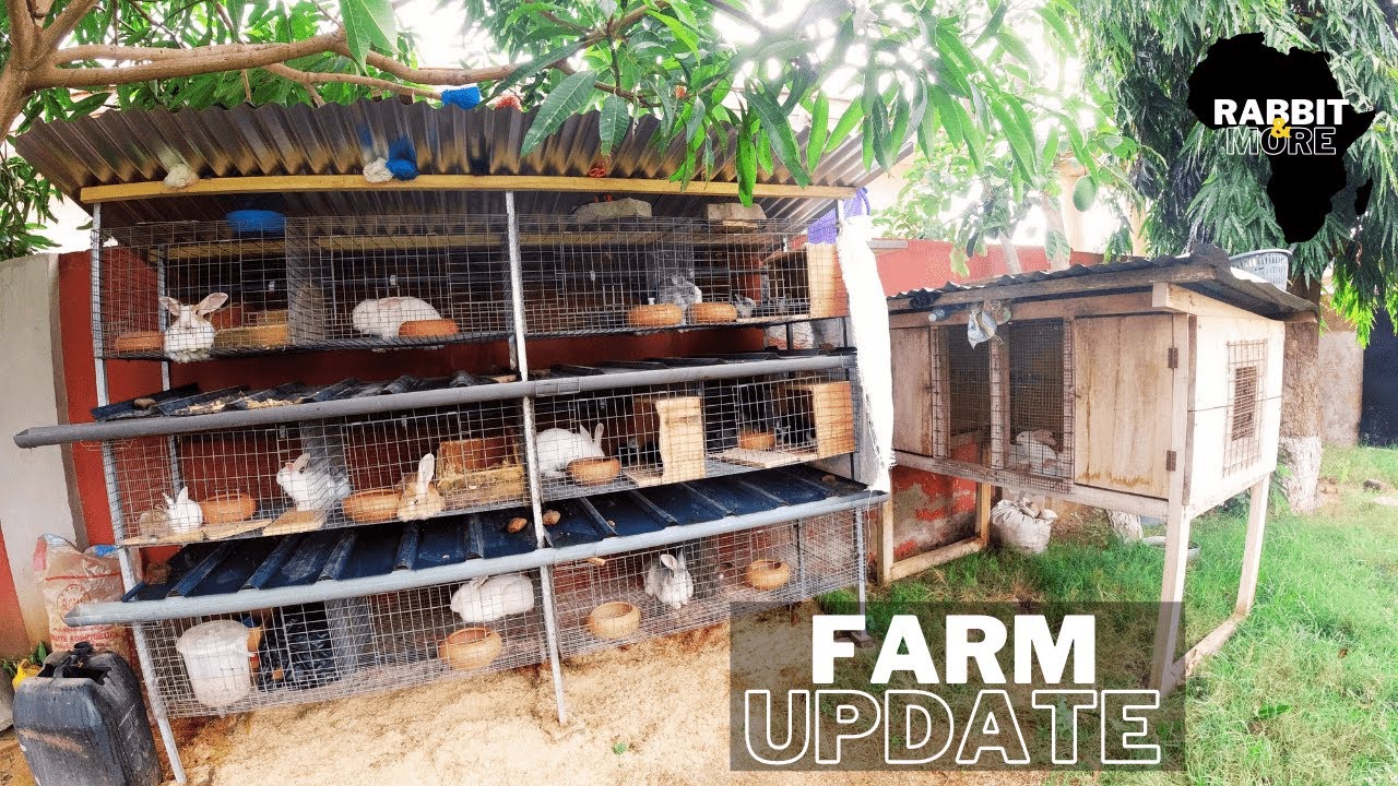 Rabbit Farm Update with New Experiment || Rabbit Farming in Ghana - YouTube