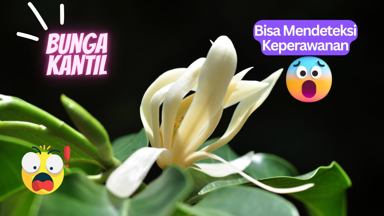 Mitos Kembang Kanthil Dapat Mendeteksi Keperawanan - YouTube