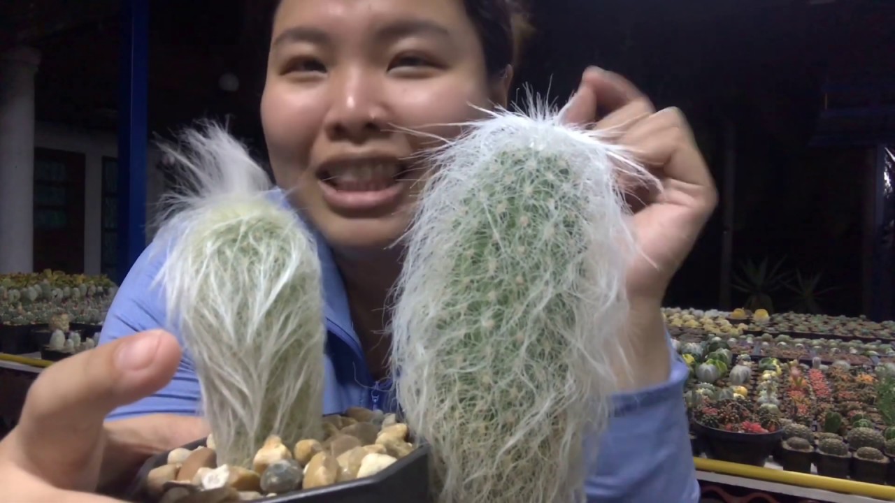 Oldman cactus !! คืออะไรแบบไหนกัน | PB CACTUS channel - YouTube
