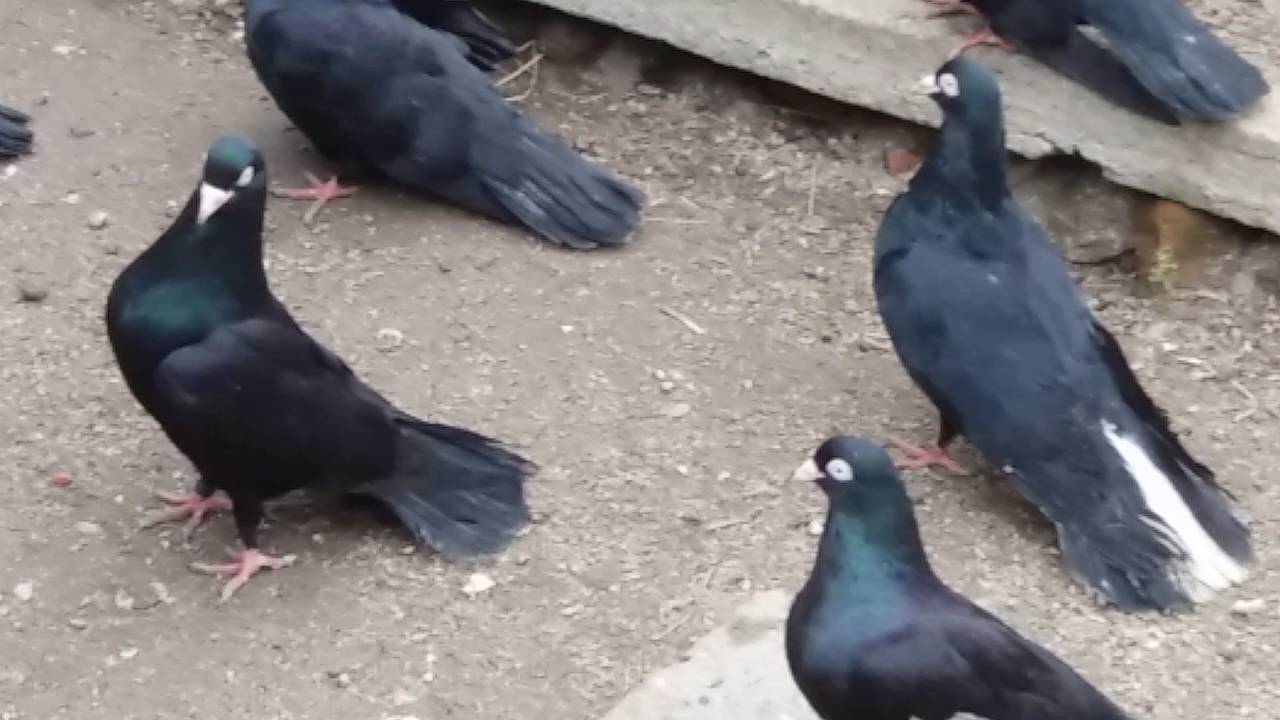 Slivenski galabi - YouTube