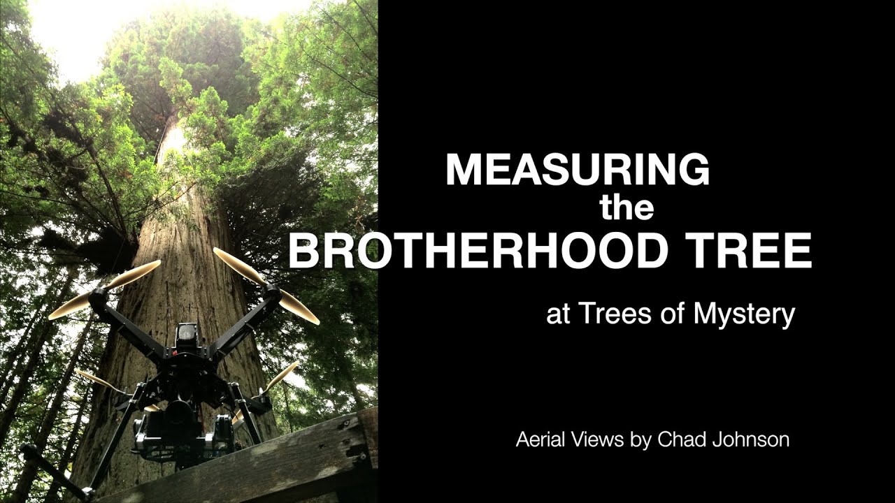 Measuring the Brotherhood Tree - Aerial Views - YouTube