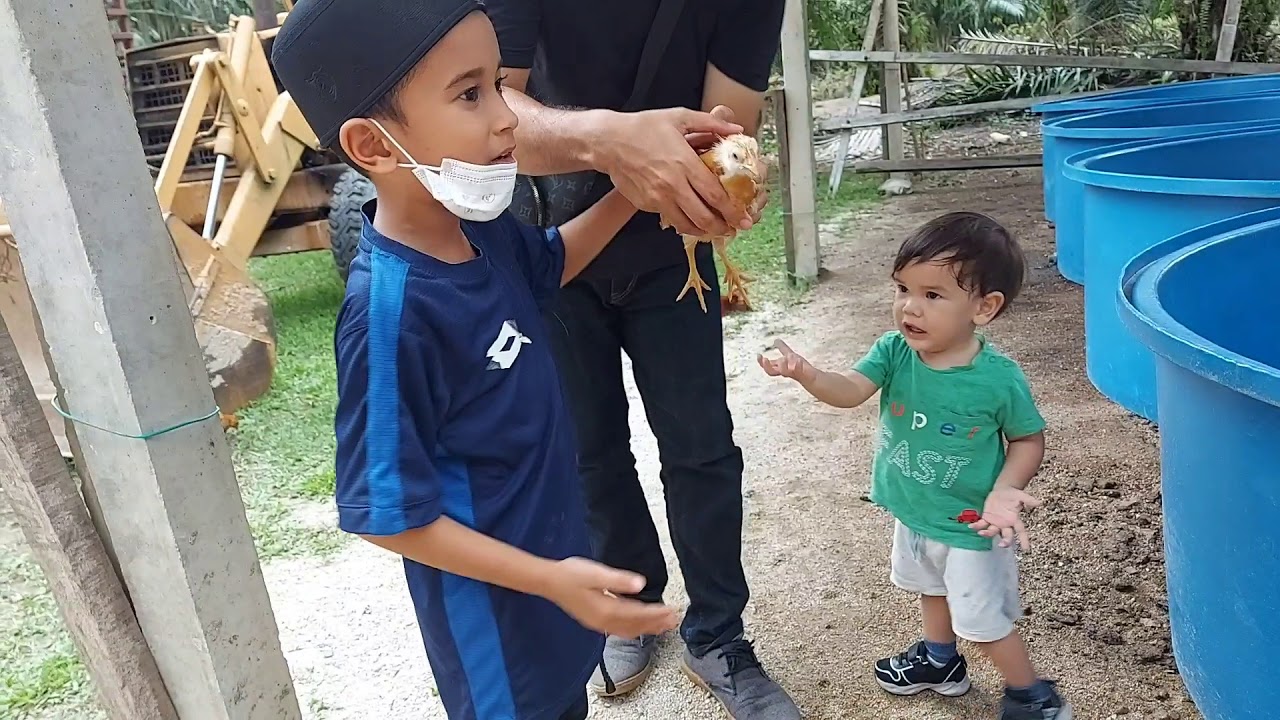 Mini Zoo Husin Fauzi Farm Kuala Selangor - YouTube