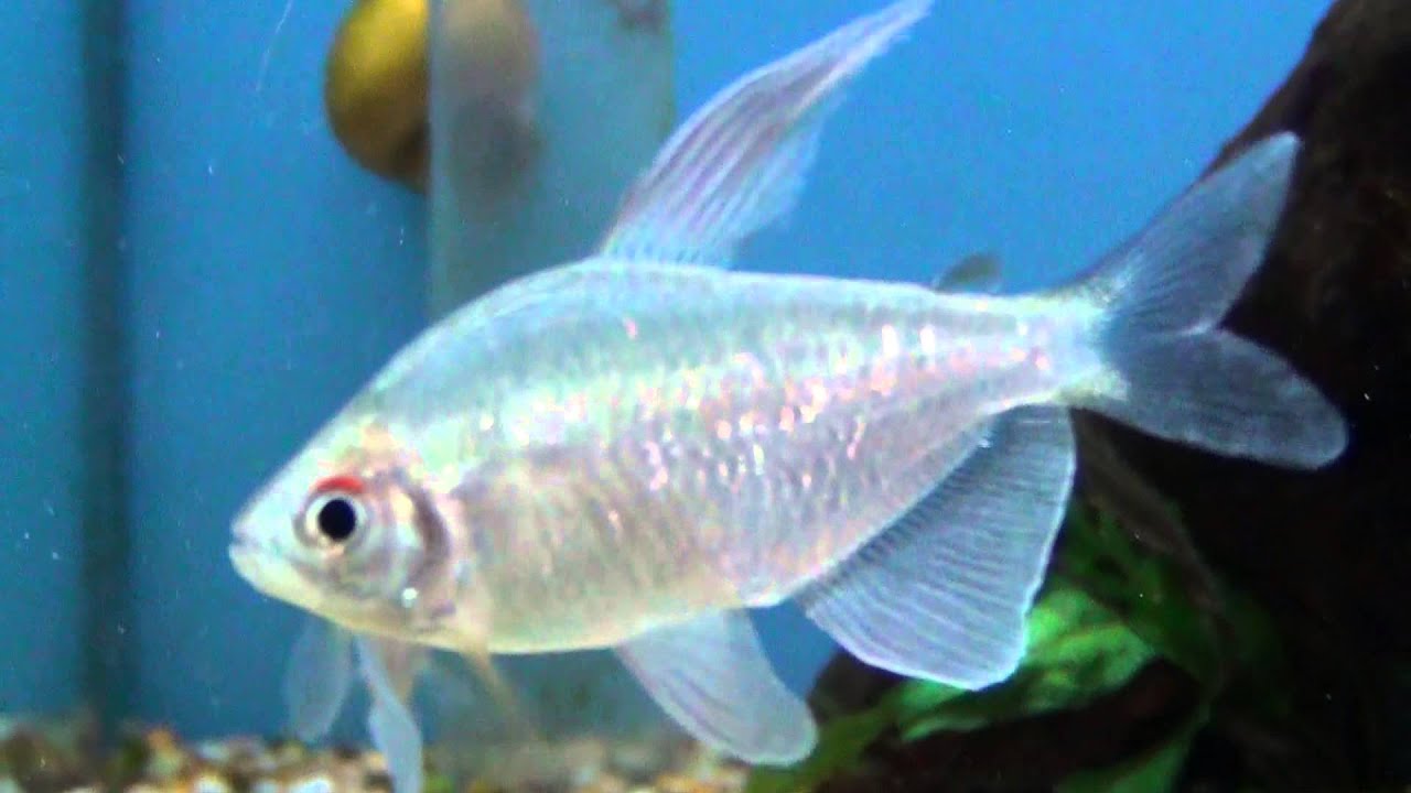 XL Diamond Tetra (Moenkhausia pittieri) for sale at Tyne Valley ...