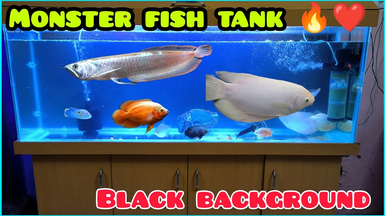6 Feet Monster Fish Tank 🔥 New Black Background || #fish #monstertank # ...