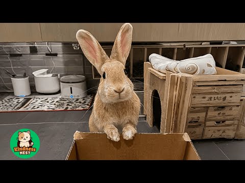 I Thought She Was Just a Lost Bunny… Until Three Little Secrets Appeared