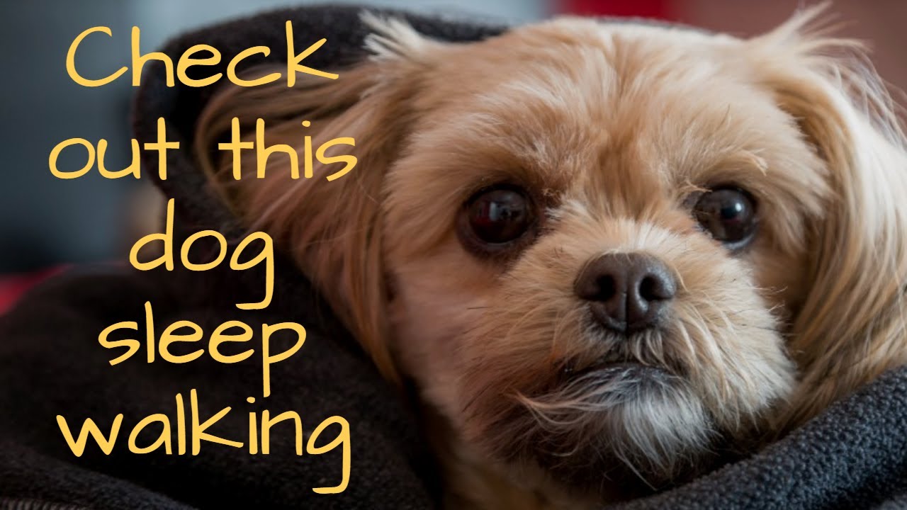 Dog Dreaming Sleep Walking - Dog Sleeping Dream Walking - YouTube