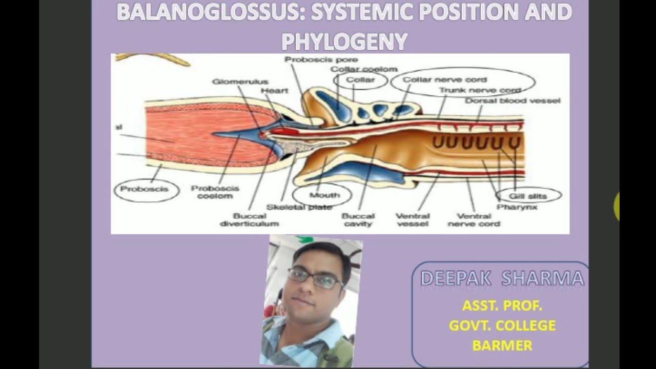 Balanoglossus: systemic position and phylogeny - YouTube