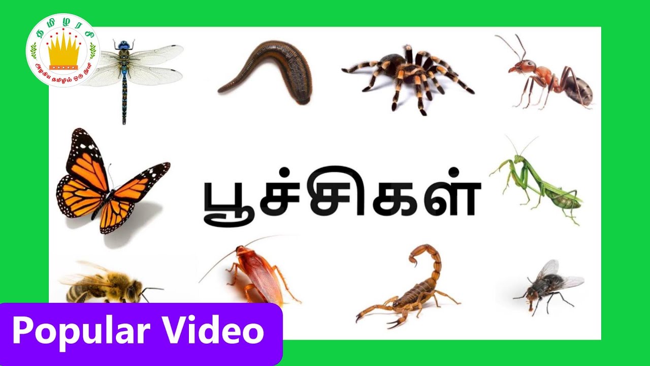பூச்சிகளின் பெயர்கள்| Learn Tamil Bugs and Insects Name for Kids and ...