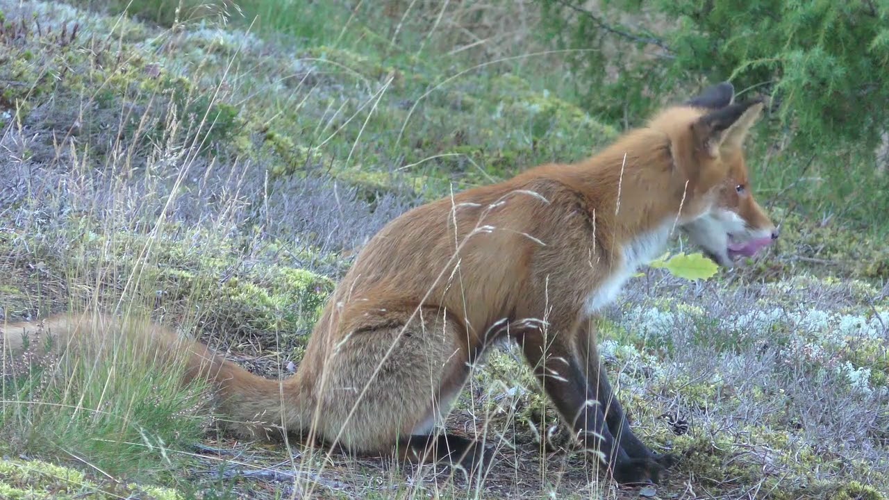Beautiful Red Fox Cleaning itself - YouTube