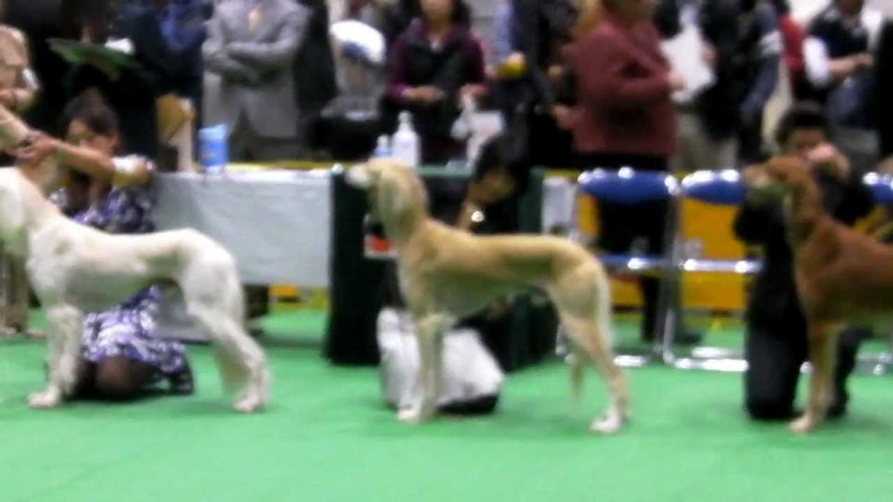 2012FCI Japan International Dog Show Saluki♂ - YouTube