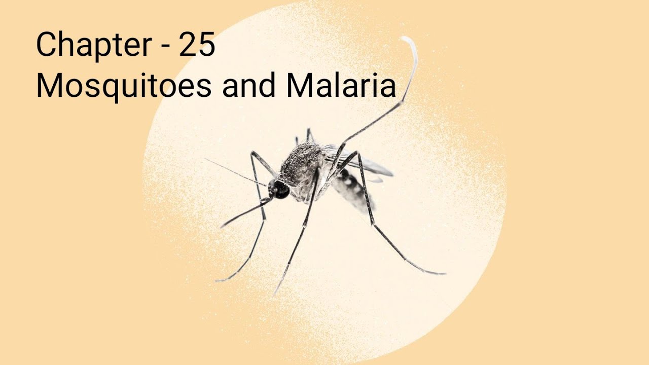 Class 5/EVS/Chapter- 5/ Mosquitoes and malaria/ part 1 - YouTube