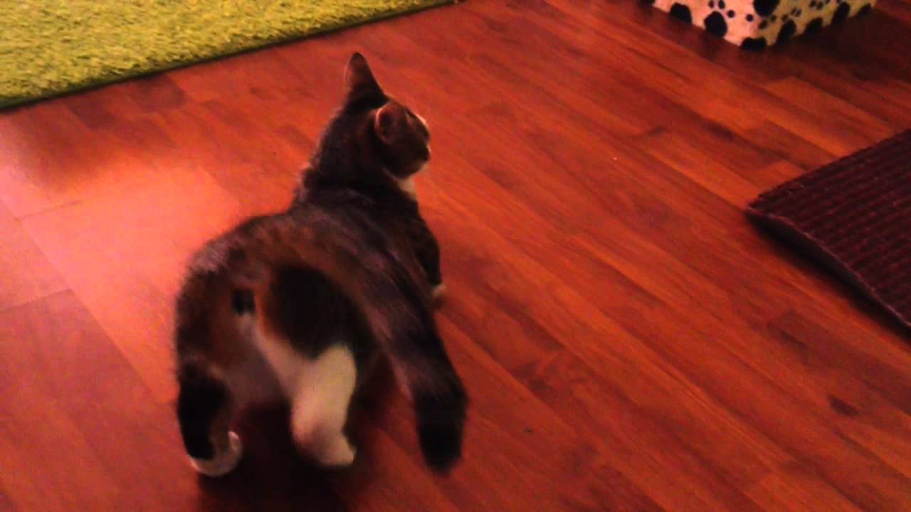 Salsa cat - YouTube