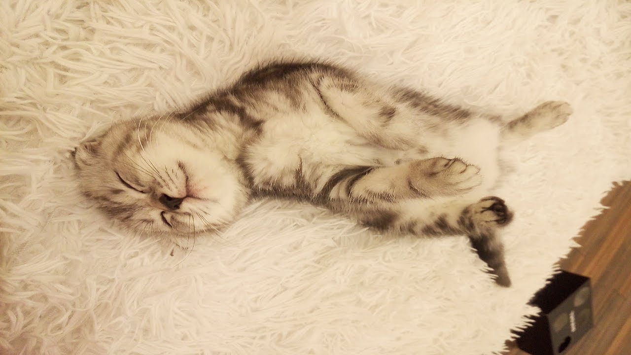 Scottish fold Kitten In Very Deep Sleep - YouTube