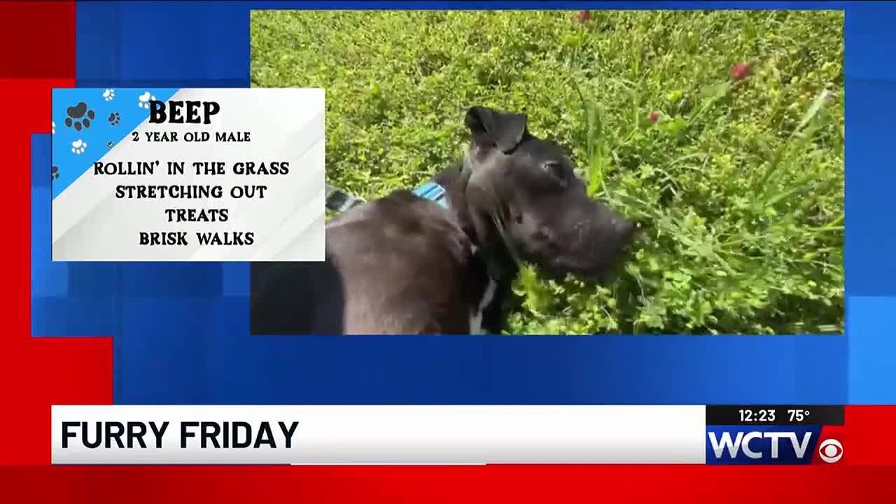 Furry Friday: Meet Beep - YouTube