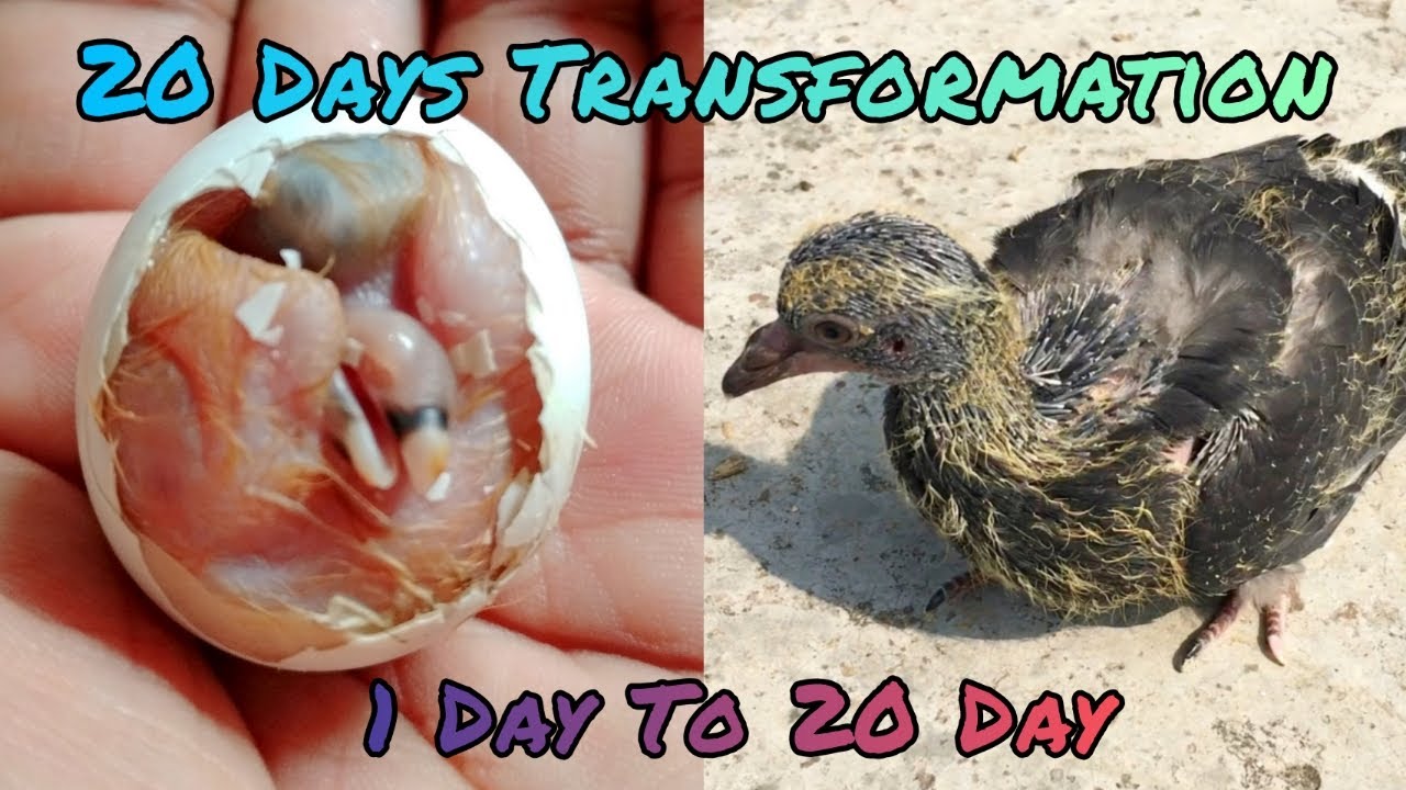 Pigeon baby growth 1 to 20 days || Pigeon Grow Up 20 Days || Pigeon ...