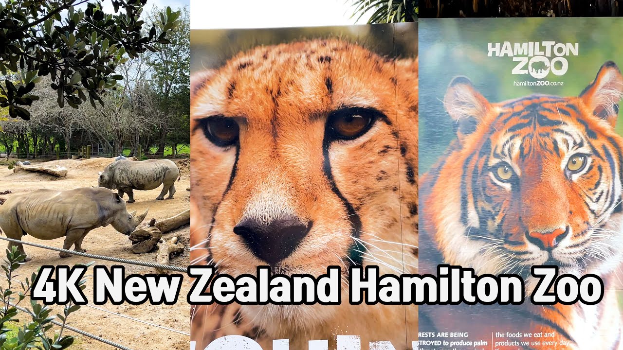 [4K] Walk New Zealand Hamilton Zoo - YouTube