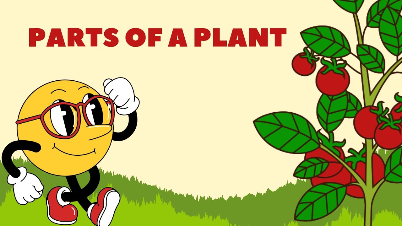 A Rhyme on 'Parts of a Plant' | Different parts of a plant by ...