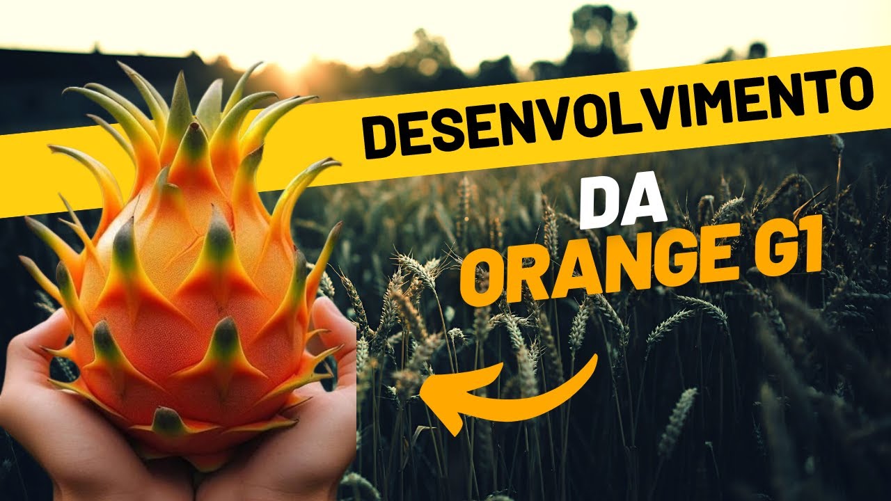 PITAYA ORANGE G1 DESENVOLVIMENTO - YouTube