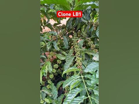 Qual sua opinião sobre o clone LB1 ? Planta com 2 anos. #cafeicultura #cafe - YouTube