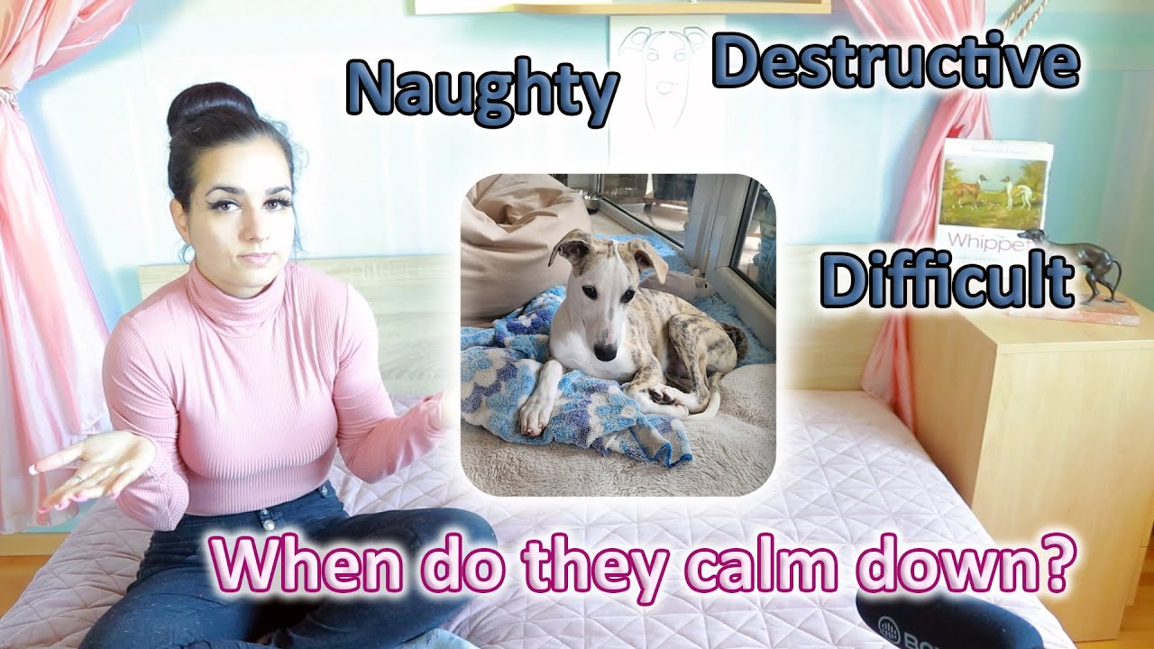 Whippet Puppy Q A Answering The Most Asked Google Questions YouTube whippet-puppy-q-a-answering-the-most-asked-google-questions-youtube
