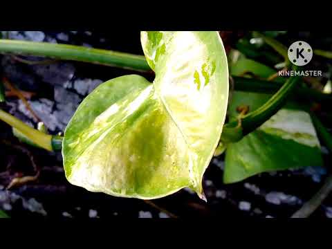 maganda ang panahon ngayong araw, - YouTube