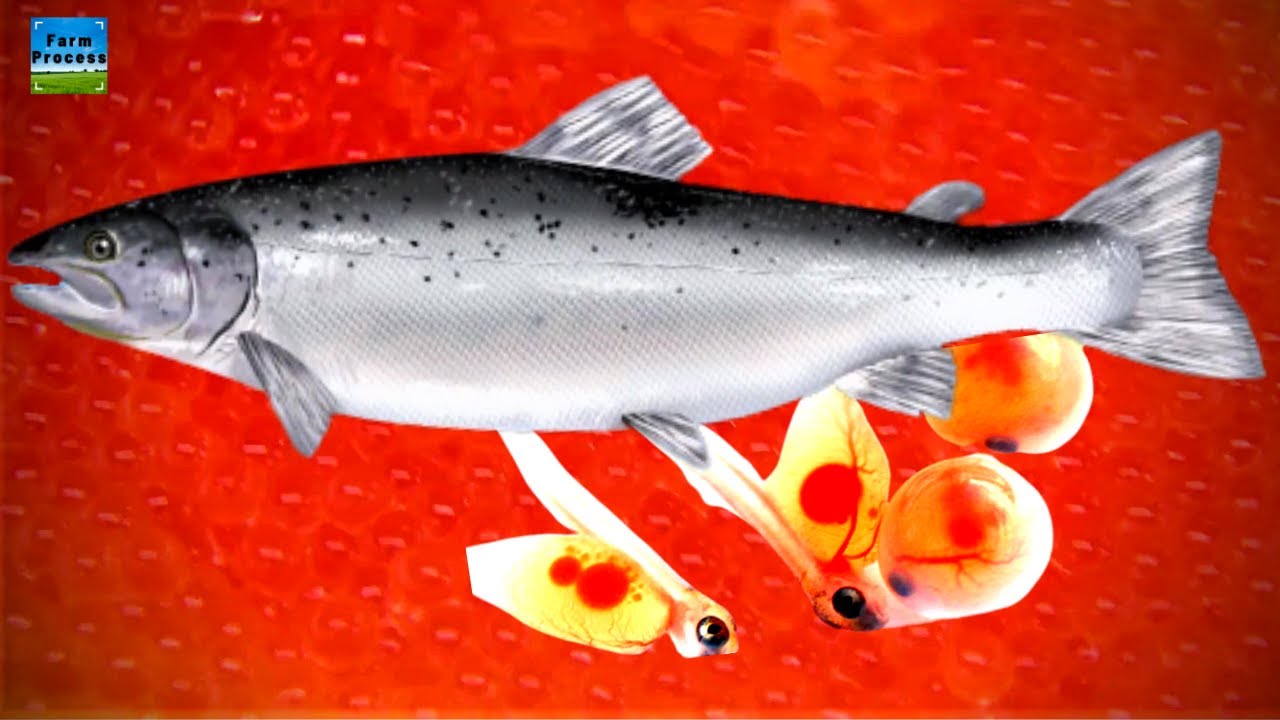 Amazing Wild Atlantic Salmon & Walleye Fish Harvesting ! Automated Egg ...