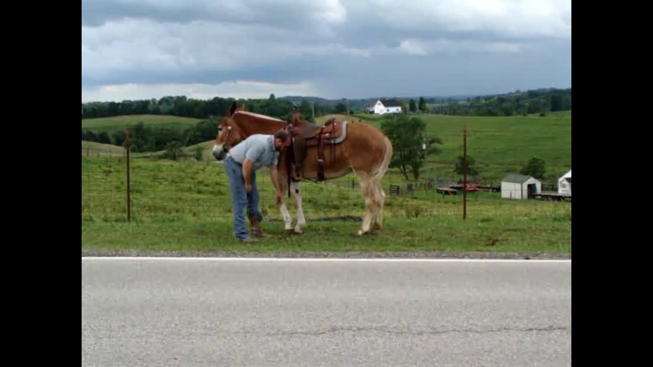 BELGIAN DRAFT MULE, BROKE TO RIDE AND BEEN HITCHED, VERY WELL BUILT ...