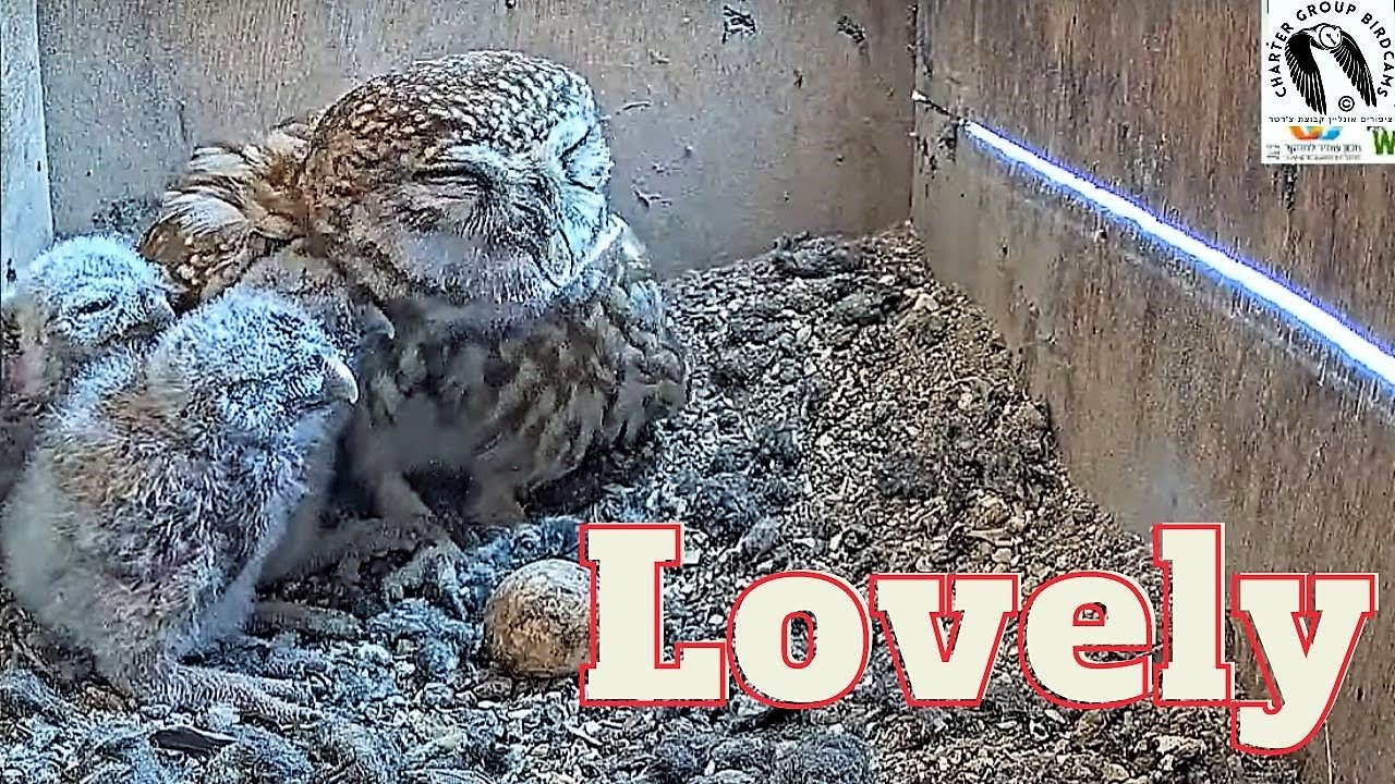Mealtime Munchkins: The Charming Sights of a Little Owl Family Eating ...